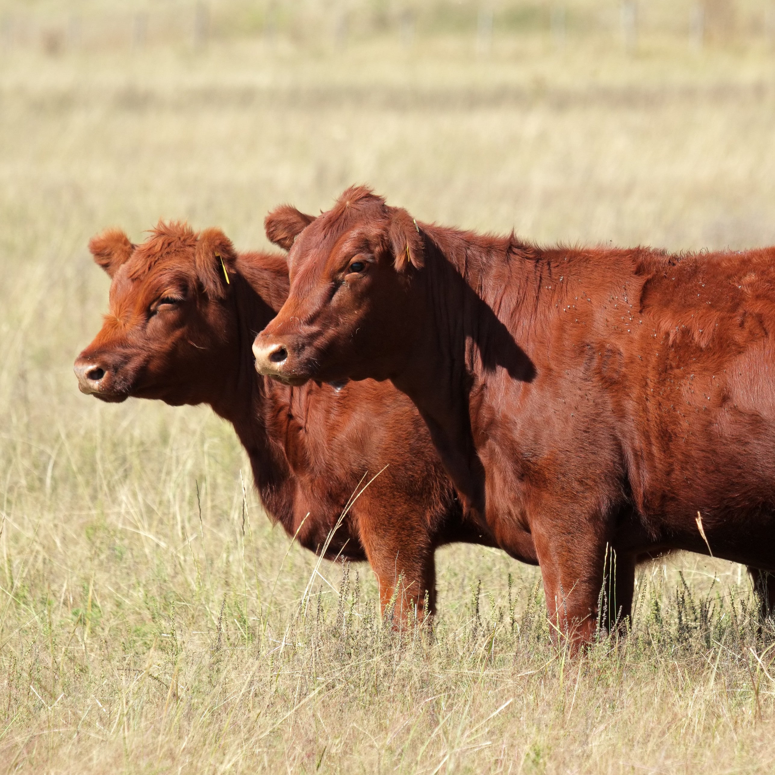 Angus Beef – Wanted Raw Foods